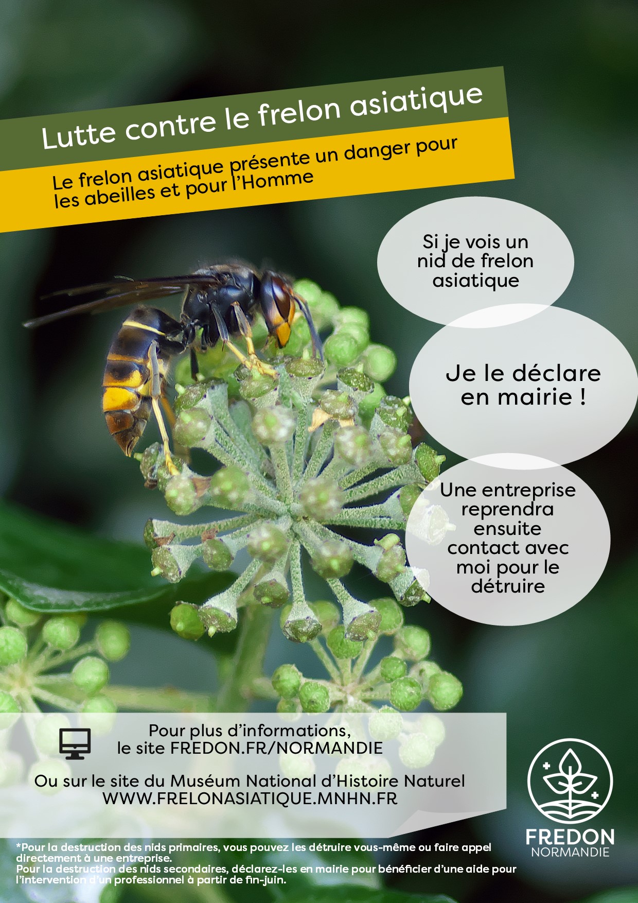 Lutte contre le frelon asiatique - www.mairie-langrune-sur-mer.fr